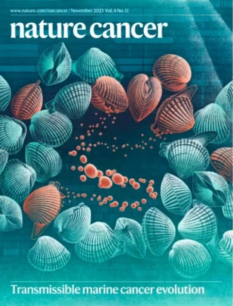 Un estudio del IDIS se convierte en portada de la revista Nature Cancer ...